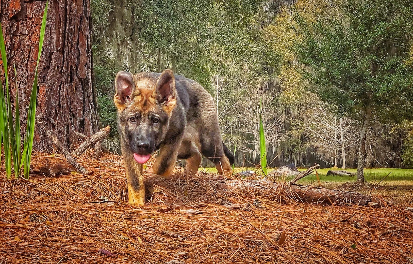 TTTK9 Best of Breed Police, Military and SAR Trained K9's for Sale