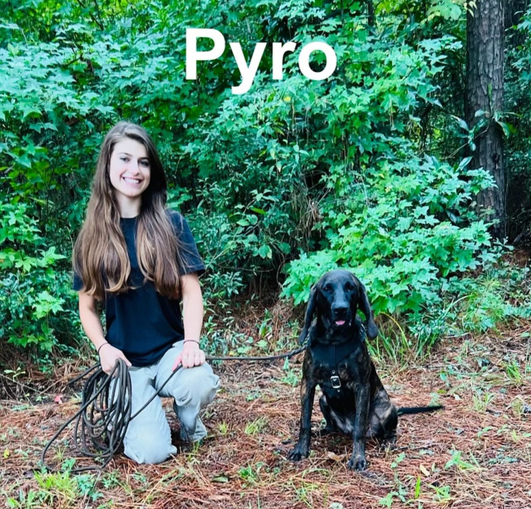 TTTK9 Best of Breed Police, Military and SAR Trained K9's for Sale